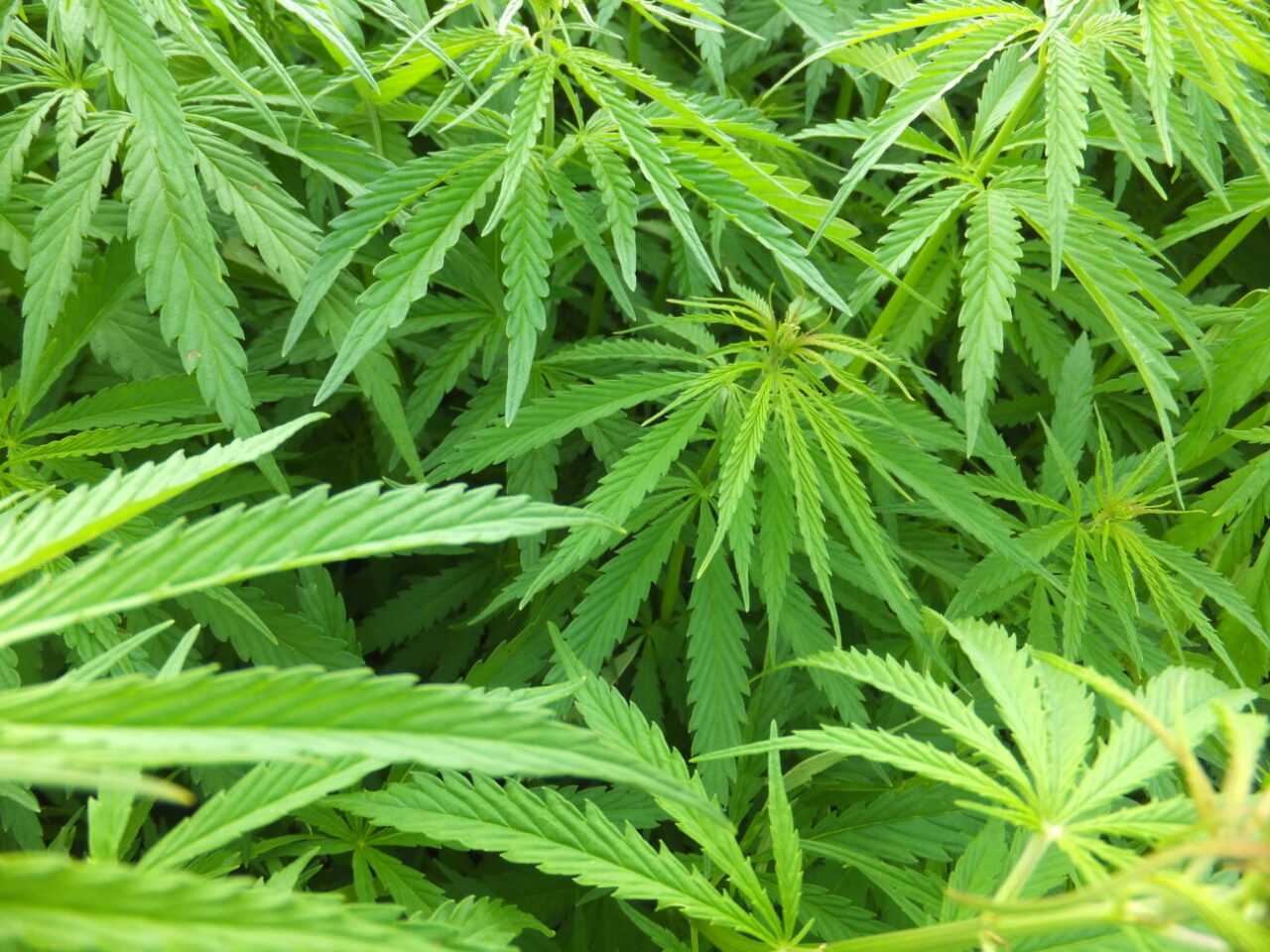 Hanf – 100% legal als Superfood! - Dein Biomarkt